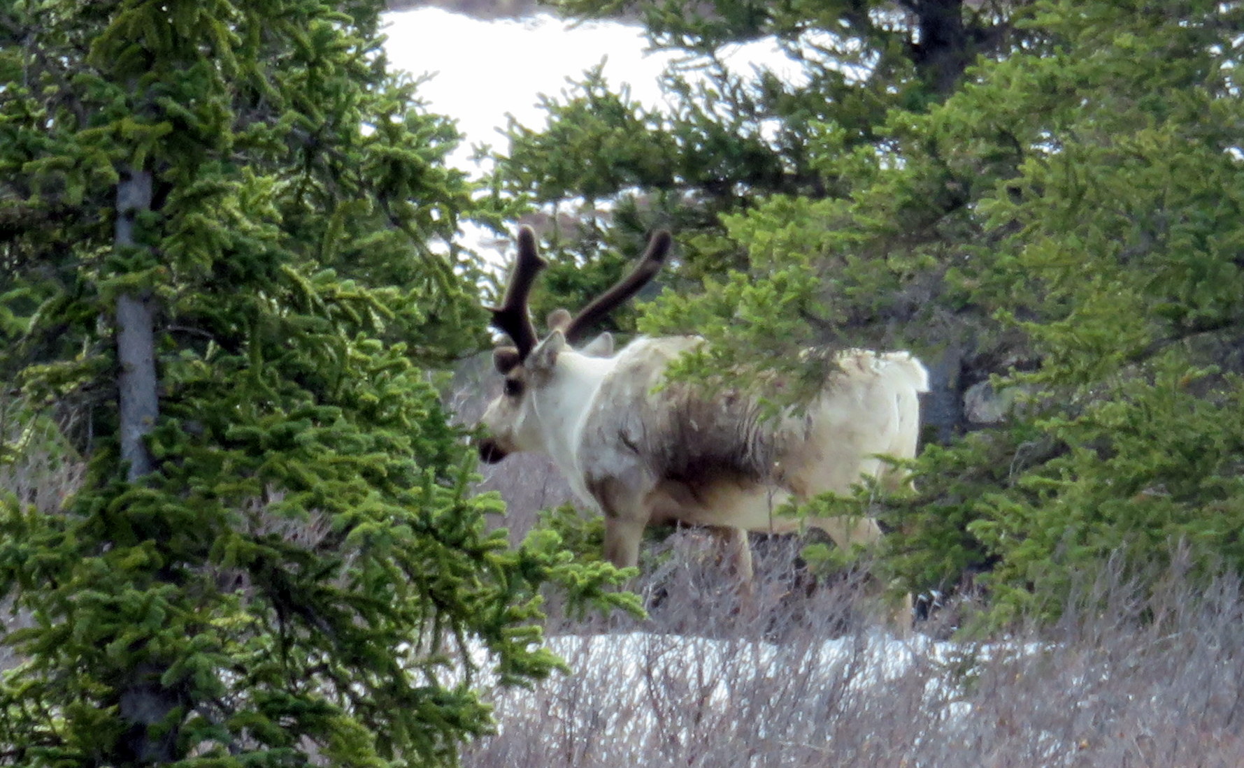 caribou | Ron Mitchell Adventure Blog